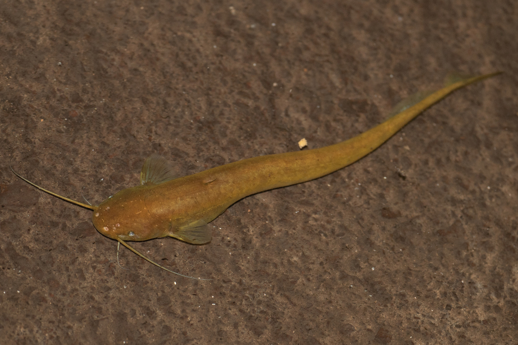 Pterocryptis anomala from Sai Kung, Hong Kong on February 21, 2023 at ...