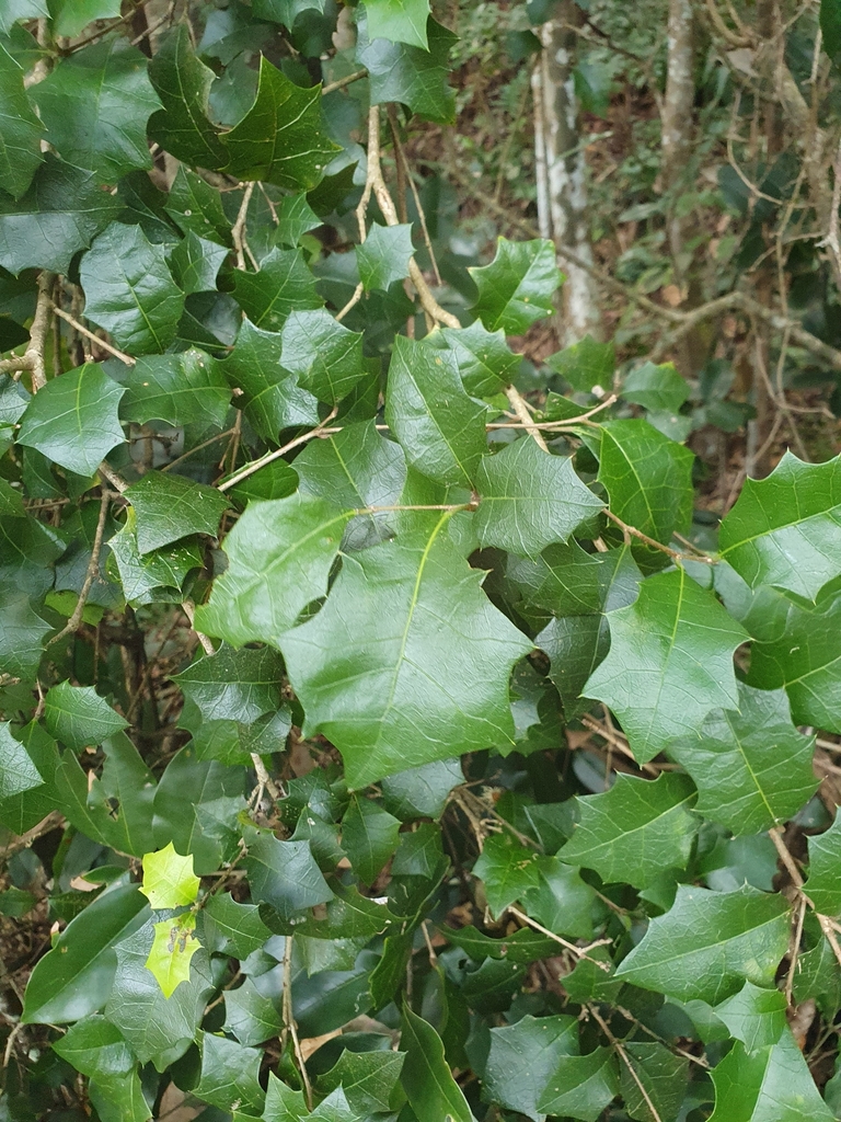 Native Holly from Tweed Heads West NSW 2485, Australia on February 22 ...