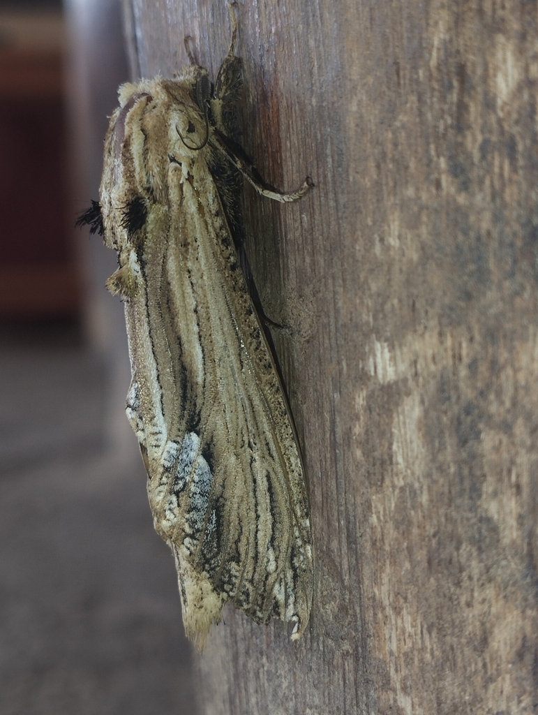 Butterflies and Moths from Audala, Karnataka 581336, India on February ...