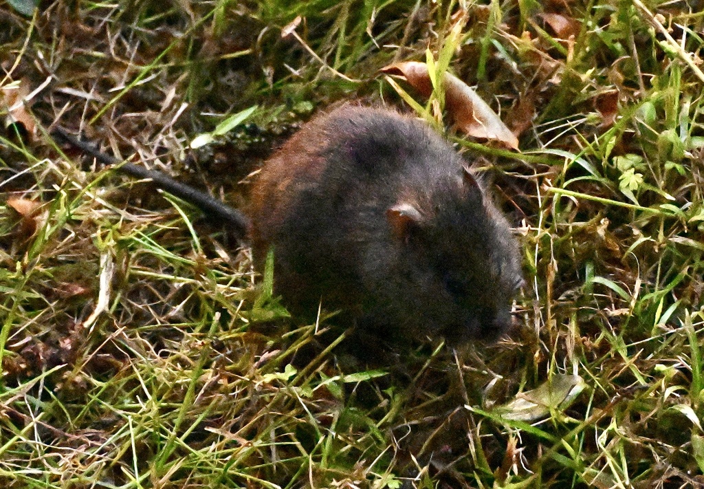 Australian Swamp Rat from O’Reilly’s Rainforest Retreat, O'Reilly, QLD ...