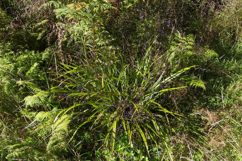 Ink Berry from Mahitahi Forest, Bruce Bay, New Zealand on February 11 ...