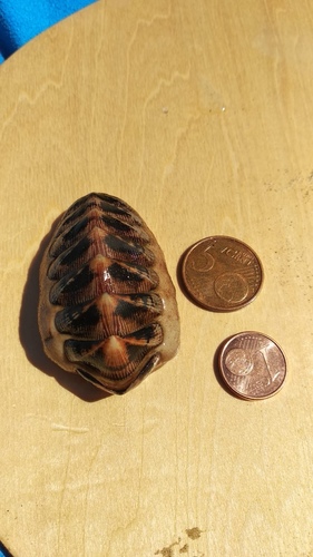 Chaetopleura angulata · iNaturalist.org