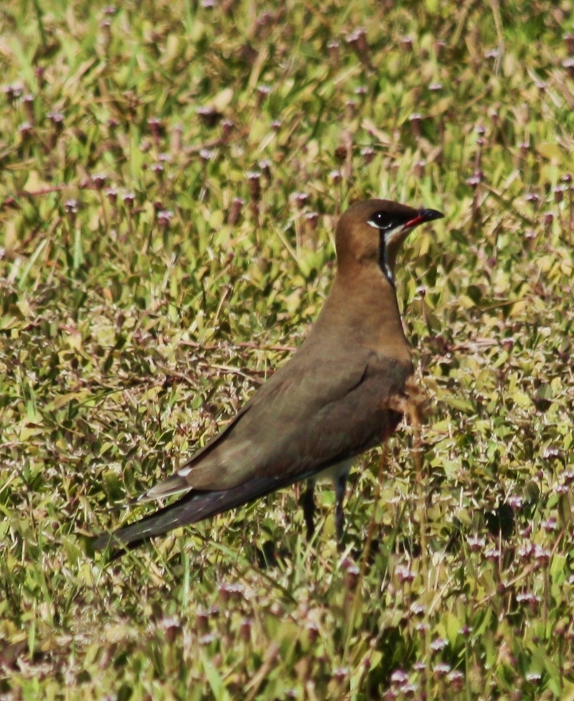 Oriental Pratincole (Birds of the British Indian Ocean Territory ...