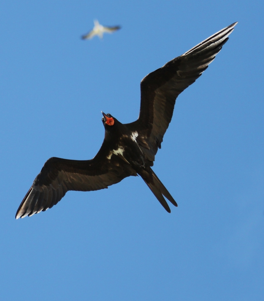 Lesser Frigatebird (Birds of the British Indian Ocean Territory ...