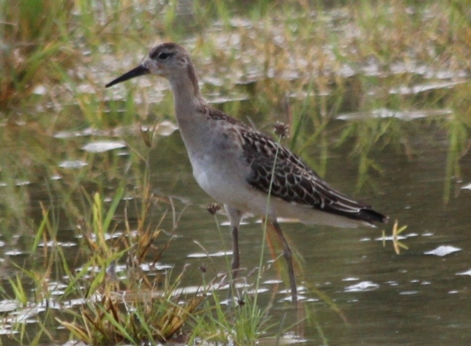 Ruff (Birds of the British Indian Ocean Territory ) · iNaturalist