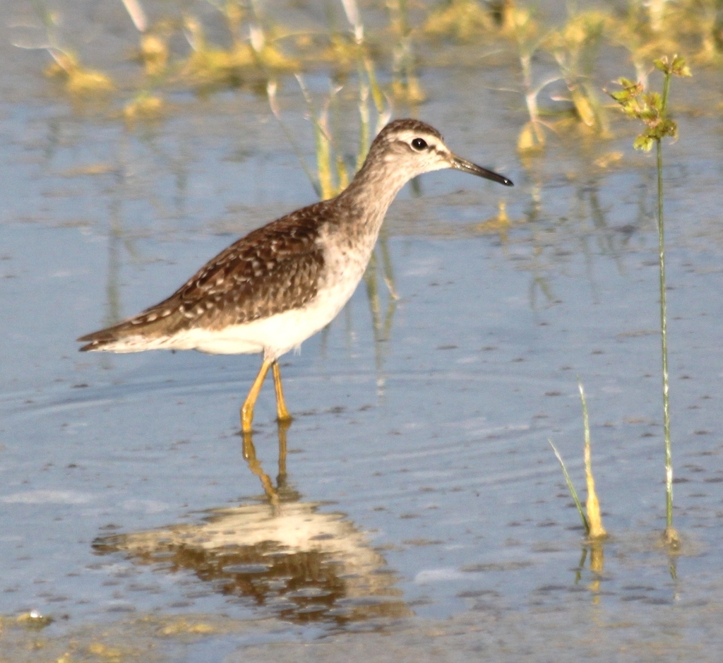 Wood Sandpiper (Birds of the British Indian Ocean Territory ) · iNaturalist