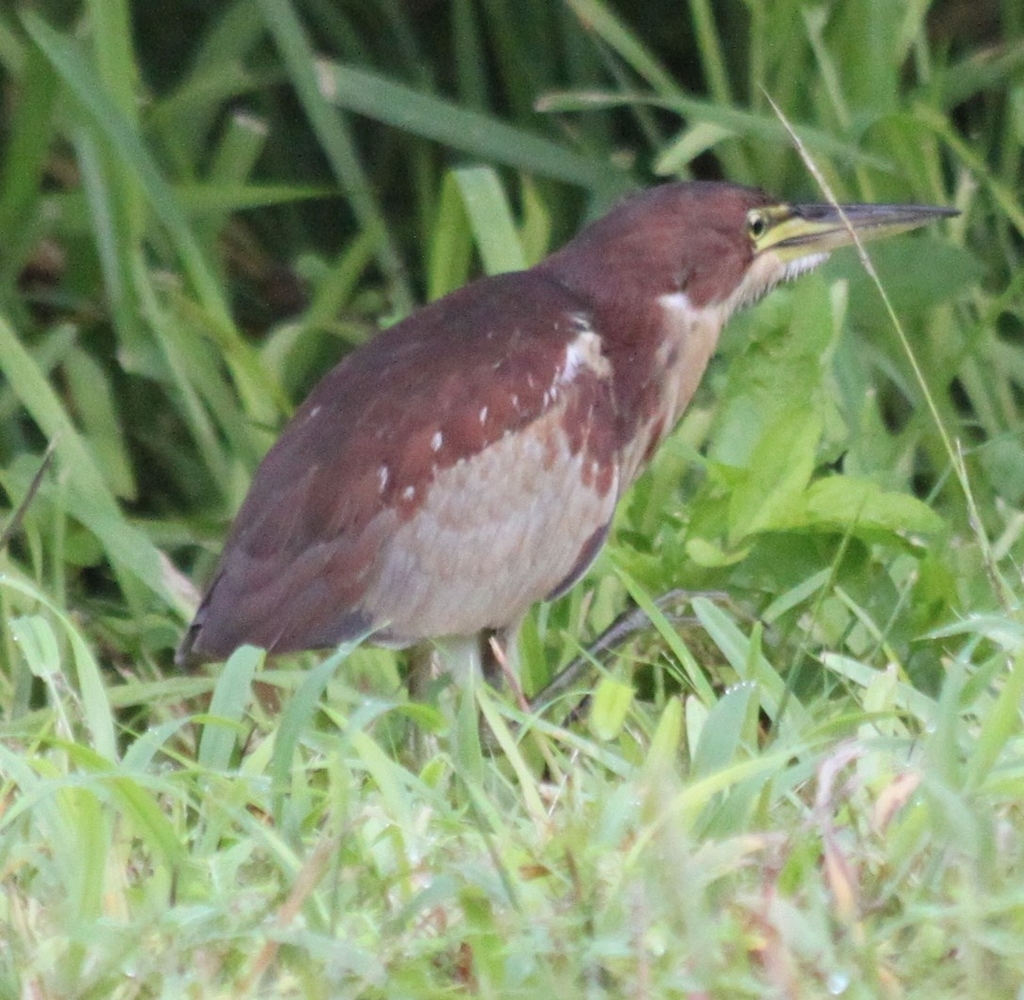 Cinnamon Bittern (Birds of the British Indian Ocean Territory ...