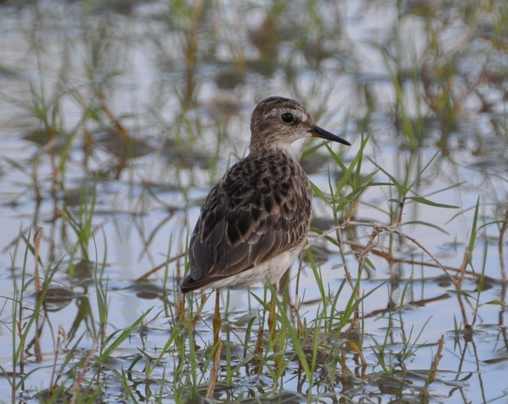 Long-toed Stint (Birds of the British Indian Ocean Territory ...