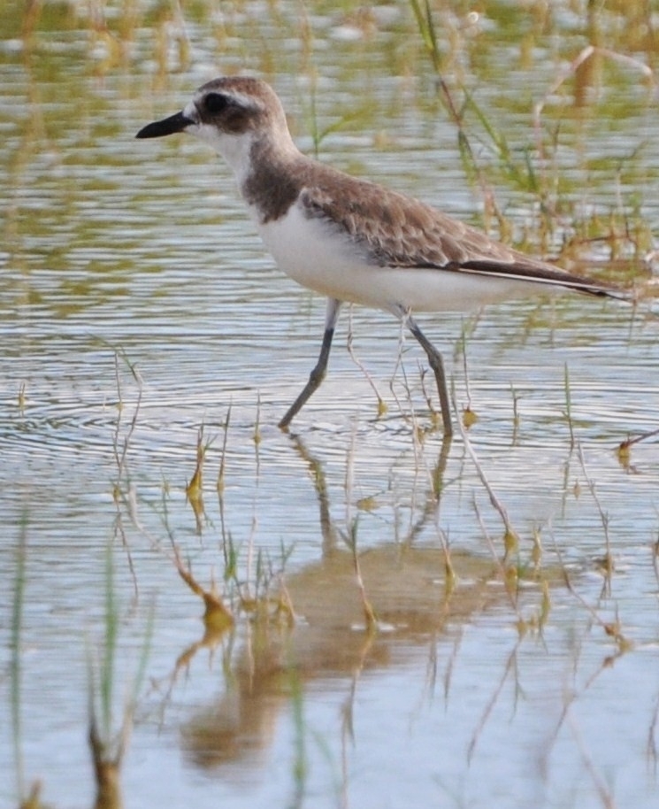 Greater Sand-Plover (Birds of the British Indian Ocean Territory ...