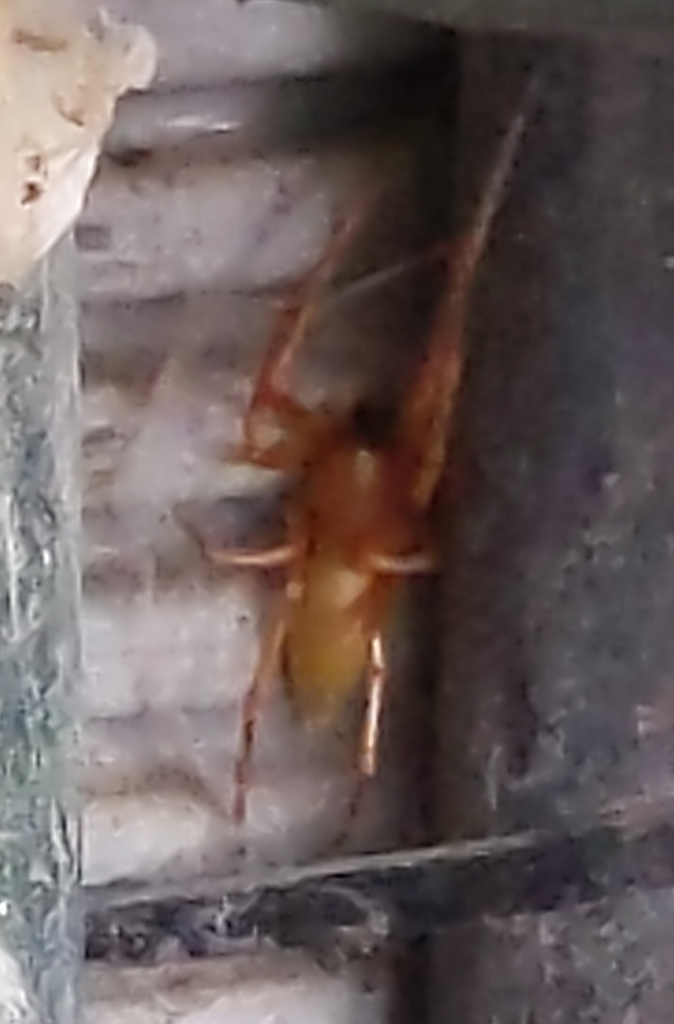 Red House Spider from GPVR+654, Port-au-Prince, Haiti on February 22 ...