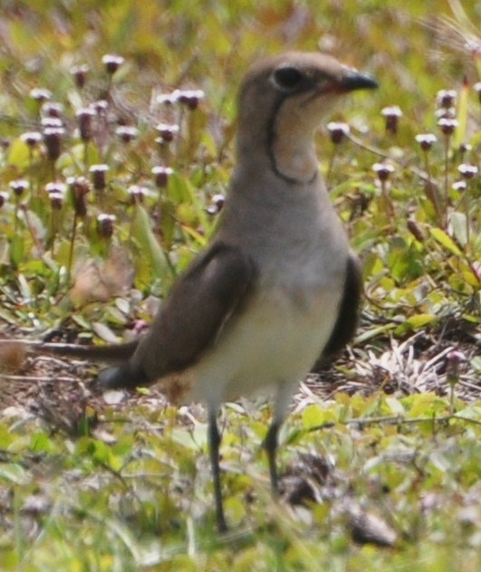 Collared Pratincole (Birds of the British Indian Ocean Territory ...