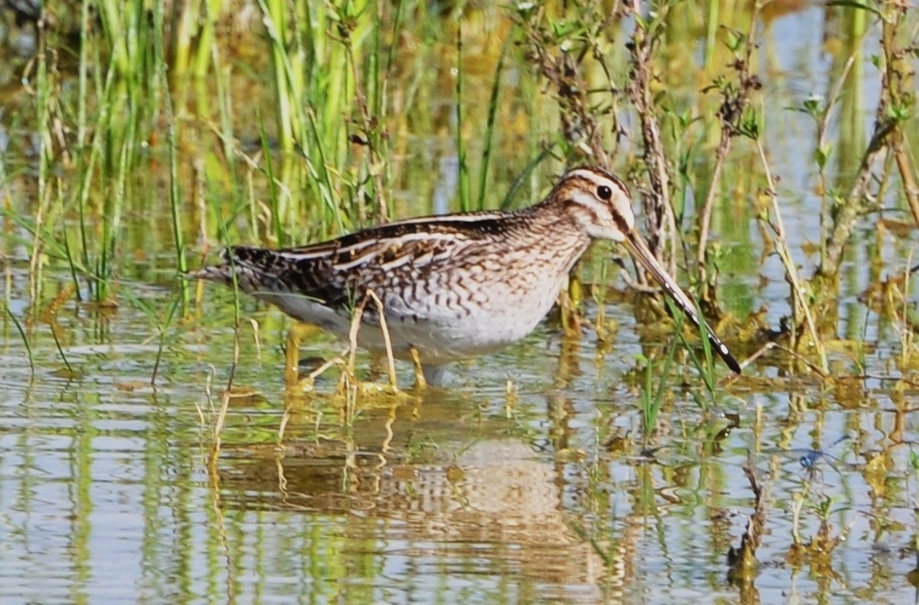 Common Snipe (Birds of the Chagos Archipelago) · iNaturalist