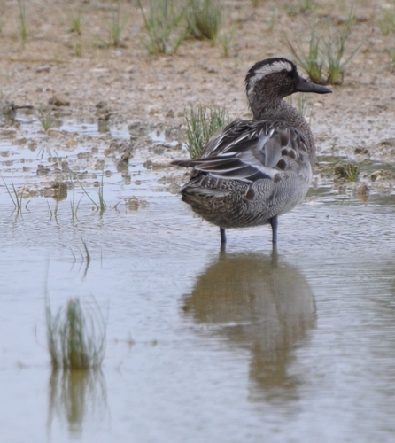 Garganey (Birds of the Chagos Archipelago) · iNaturalist