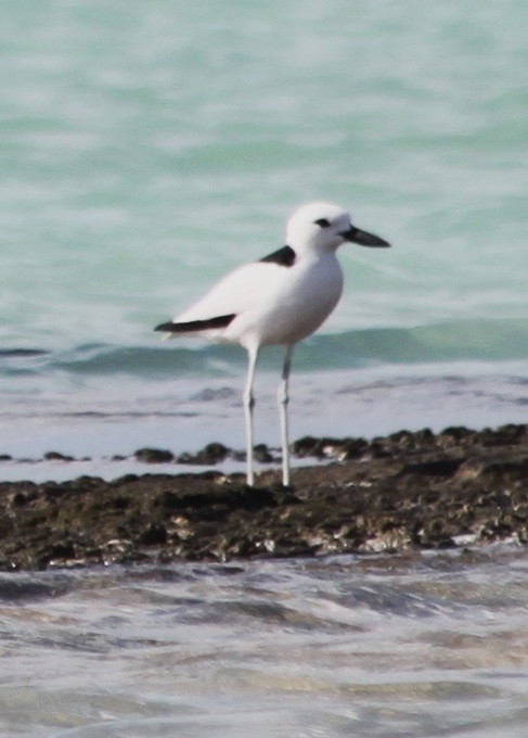 Crab-Plover (Birds of the British Indian Ocean Territory ) · iNaturalist