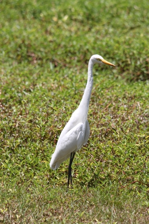 Intermediate Egret (Birds of the British Indian Ocean Territory ...