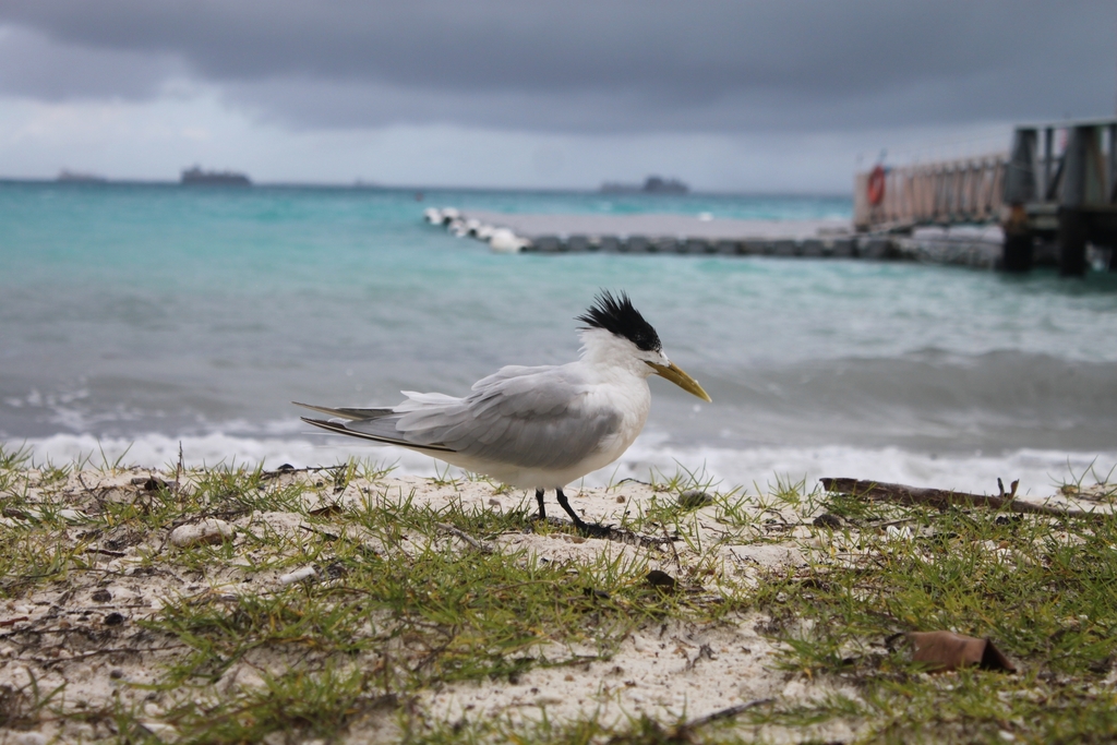 Great Crested Tern (Birds of the British Indian Ocean Territory ...