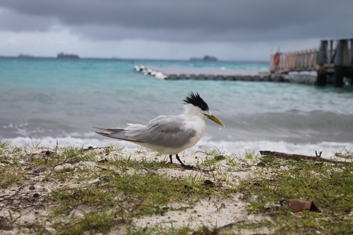 Great Crested Tern (Birds of the British Indian Ocean Territory ...