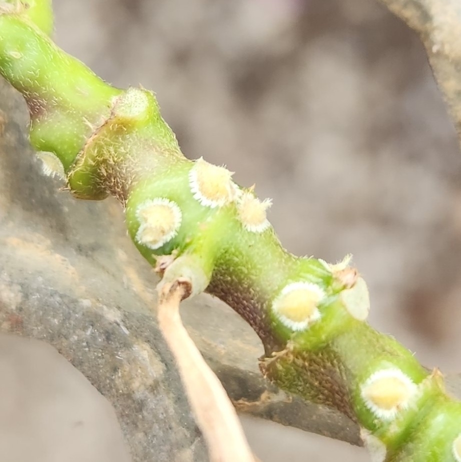 Pit Scales from Davie, FL 33317, USA on February 22, 2023 at 10:09 AM ...