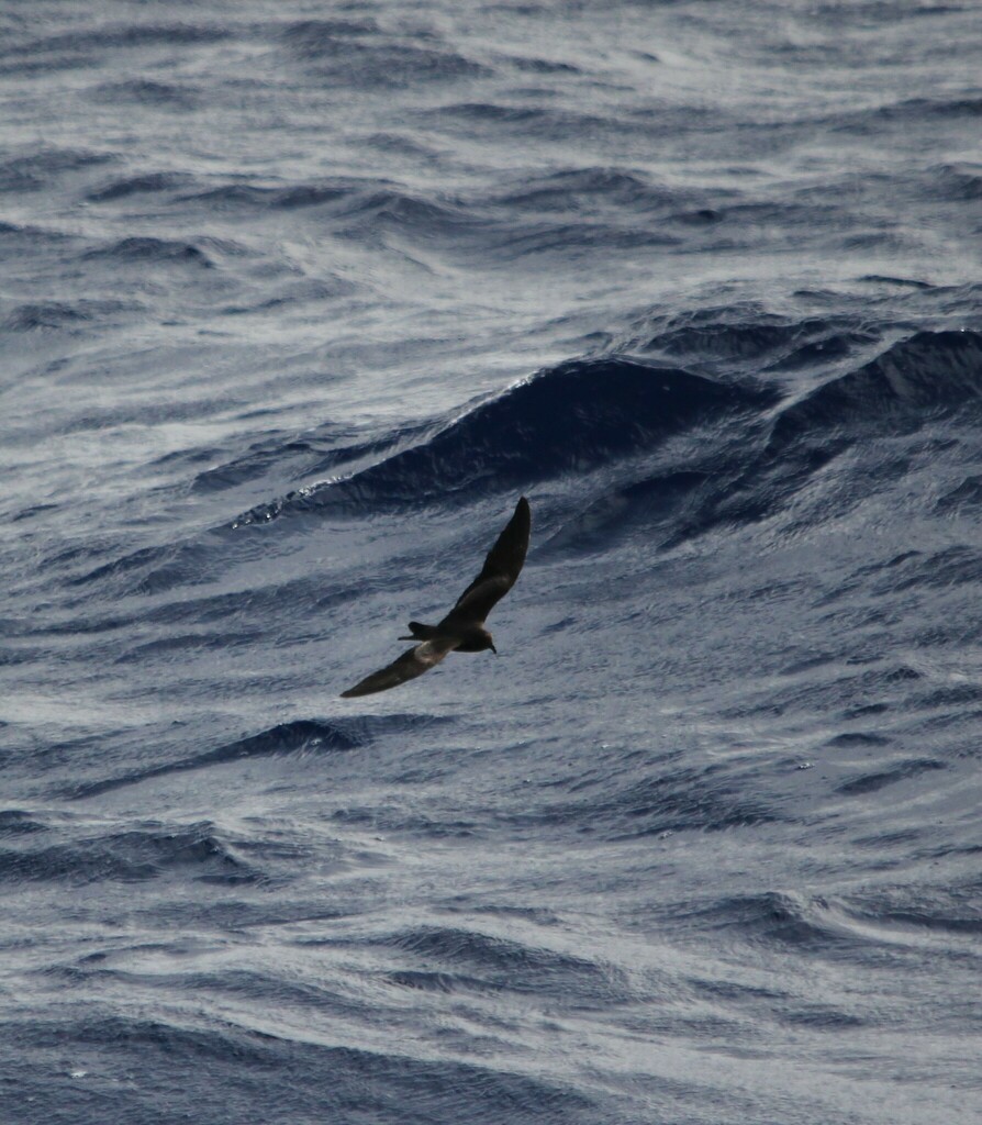 Matsudaira's Storm-Petrel (Birds of the British Indian Ocean Territory ...