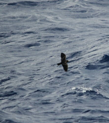 Matsudaira's Storm-Petrel (Birds of the British Indian Ocean Territory ...