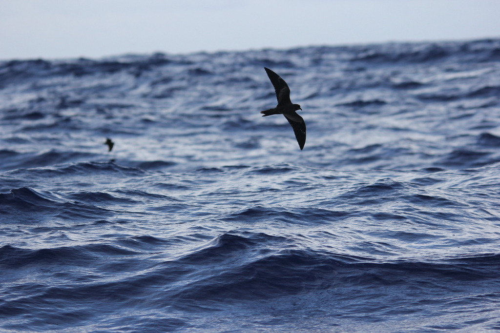 Matsudaira's Storm-Petrel (Birds of the British Indian Ocean Territory ...