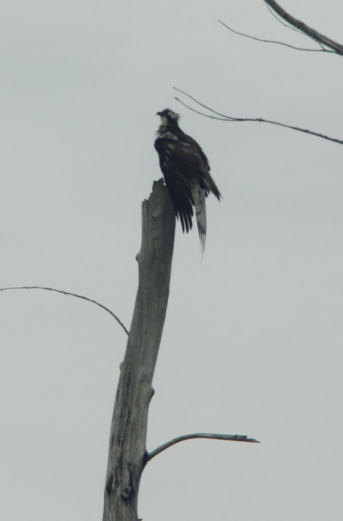 Osprey (Birds of the British Indian Ocean Territory ) · iNaturalist