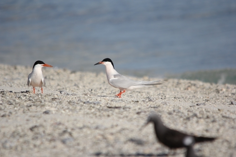 Roseate Tern (Birds of the British Indian Ocean Territory ) · iNaturalist