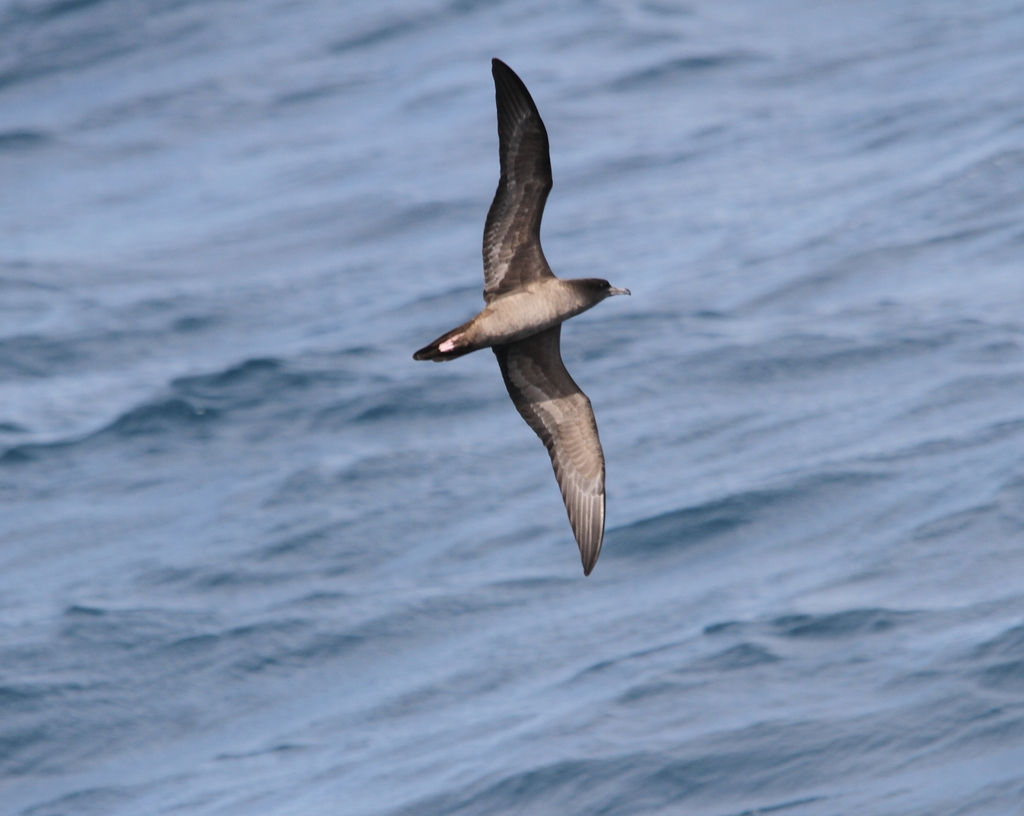 Flesh-footed Shearwater (Birds of the British Indian Ocean Territory ...