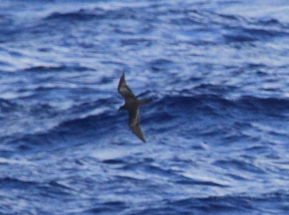 Bulwer's Petrel (Birds of the British Indian Ocean Territory ...