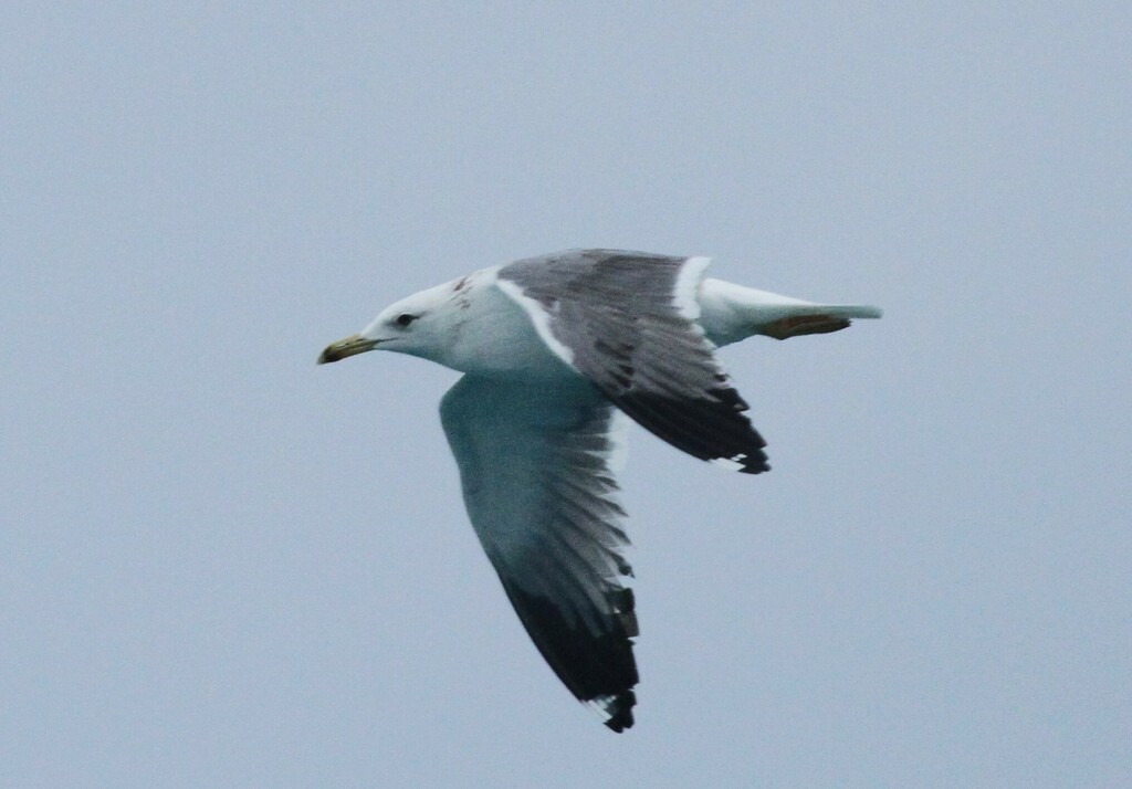 Lesser Black-backed Gull (Birds of the British Indian Ocean Territory ...