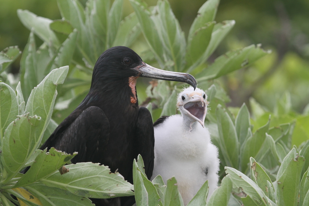 Lesser Frigatebird (Birds of the British Indian Ocean Territory ...