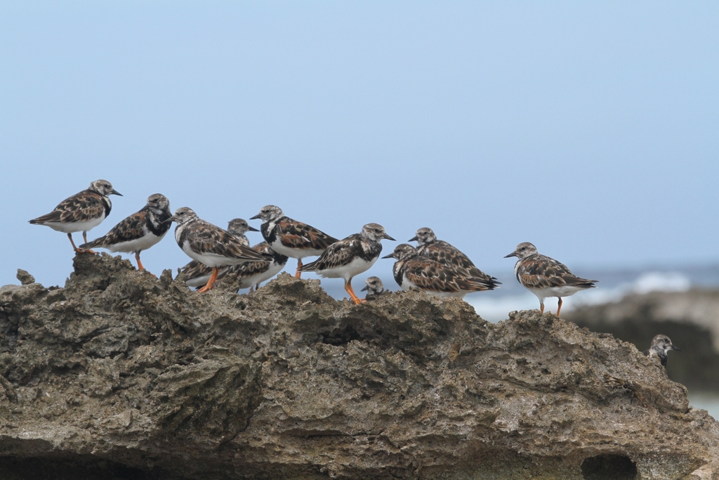 Ruddy Turnstone (Birds of the British Indian Ocean Territory ...
