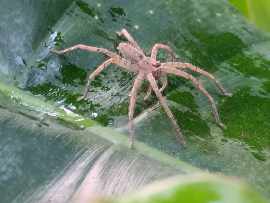 Huntsman Spiders from Cabas-an Cold Spring on February 19, 2023 at 05: ...