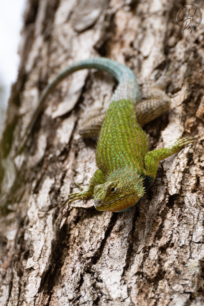 Emerald Swift from Jutiapa, Guatemala on February 10, 2023 at 10:00 AM ...