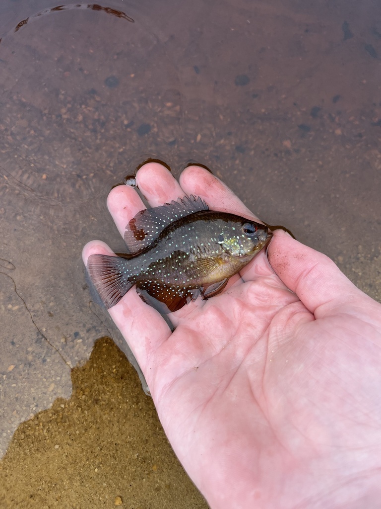 Blue-spotted Sunfish in July 2022 by Mark Schwalm · iNaturalist