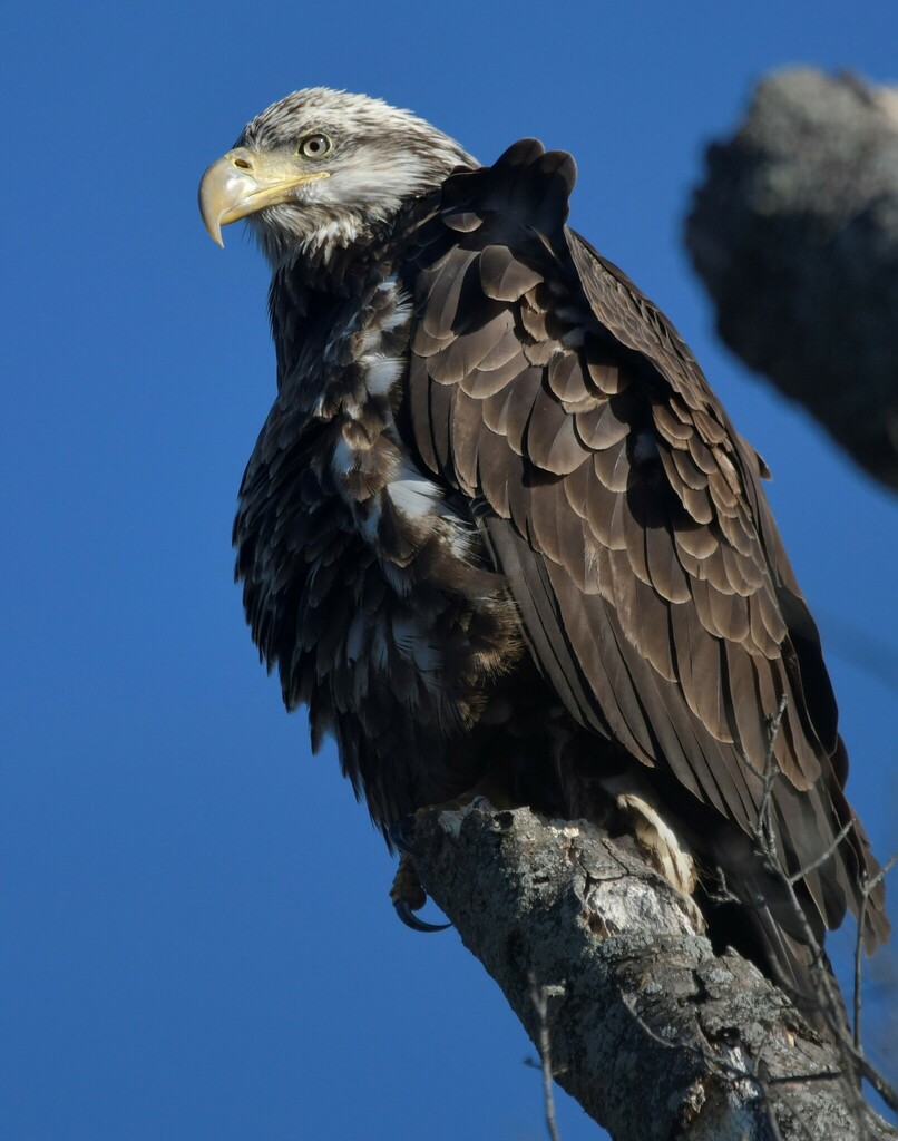 Bald Eagle from 1306 Bath Rd, Bristol, PA 19007, USA on February 18 ...