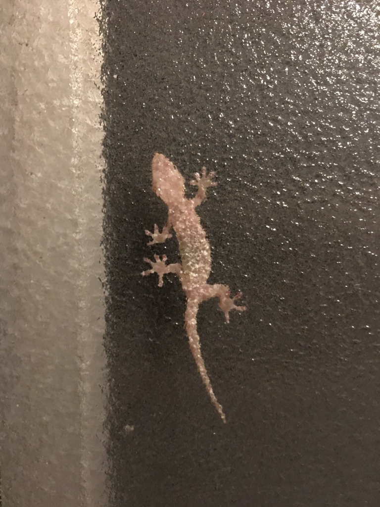 Japanese Giant Gecko from 木曽根1464, 八潮市, 埼玉県, JP on May 31, 2017 at 11: ...