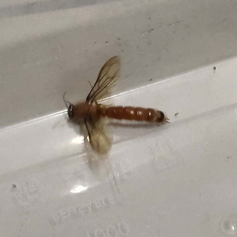 Driver Ants from Seremban 2 on February 23, 2023 at 06:04 AM by Kah ...