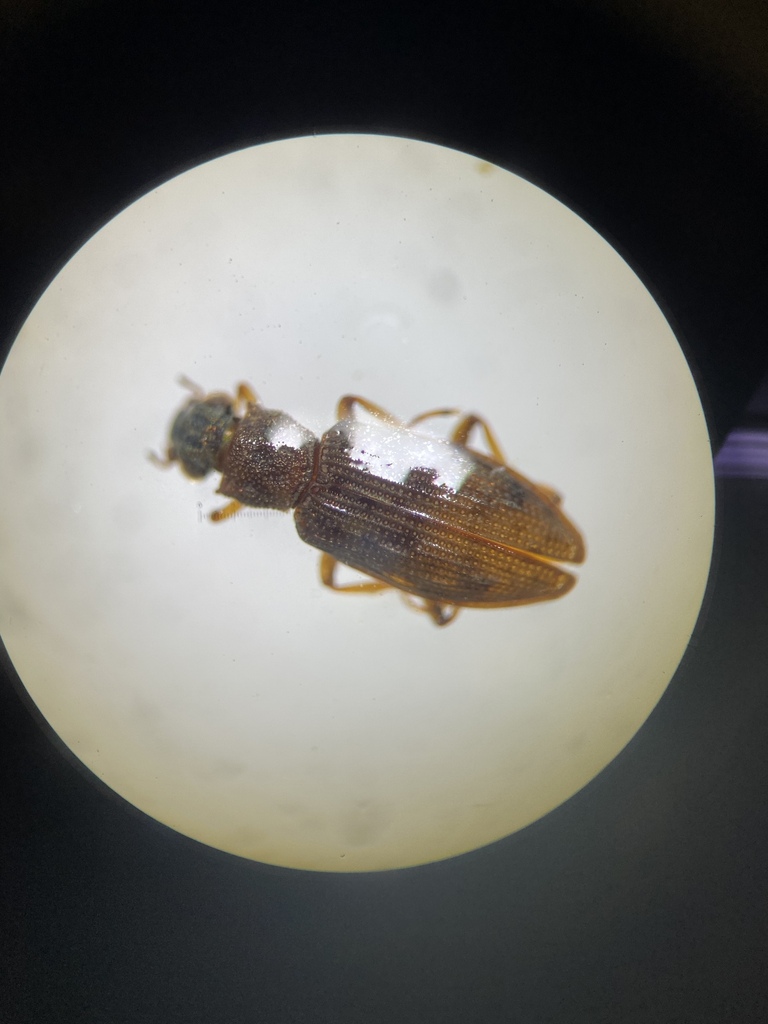 Hydrochus jaechi from Lincoln Parish, LA, USA on June 14, 2022 at 01:35 ...