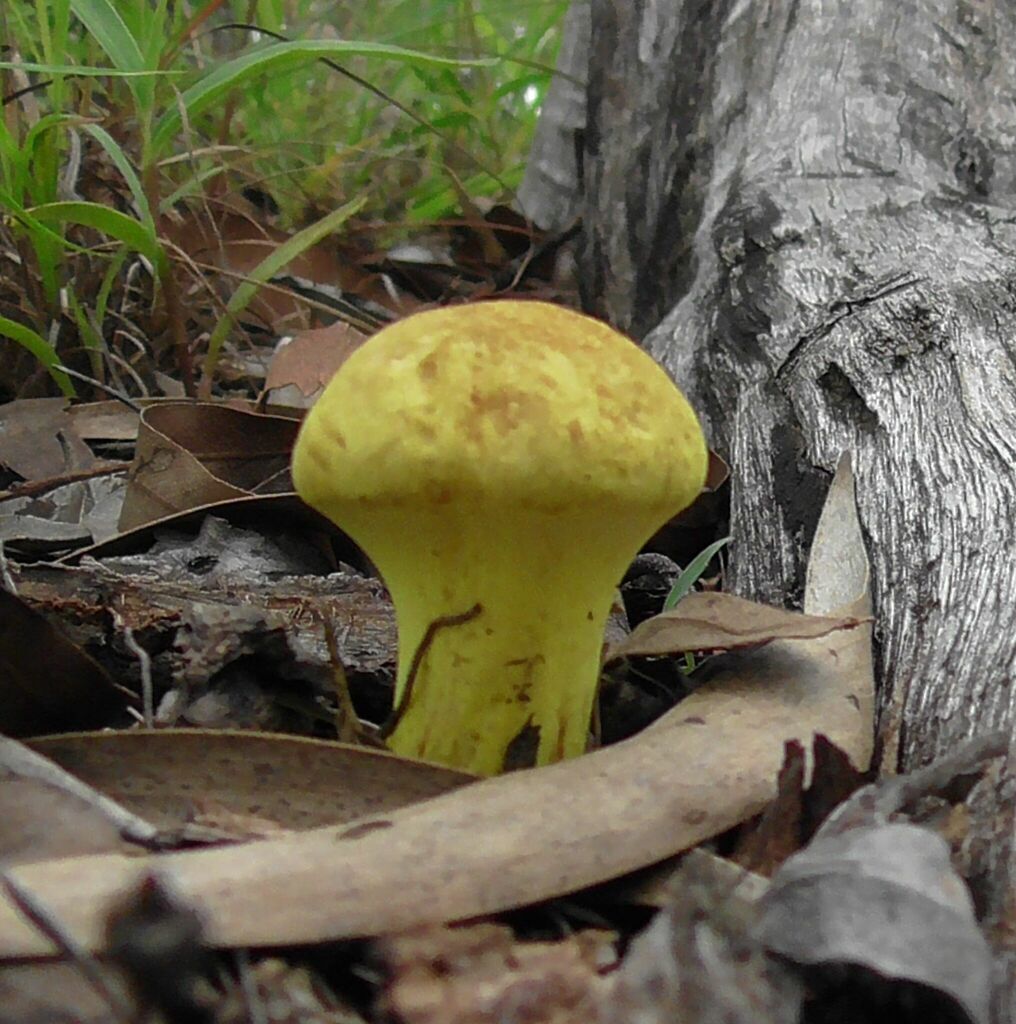 Pulveroboletus from Watsonville QLD 4887, Australia on January 7, 2021 ...
