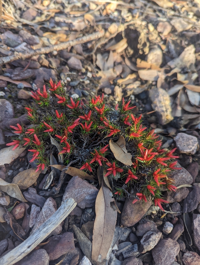 Andersonia grandiflora in August 2022 by H L · iNaturalist