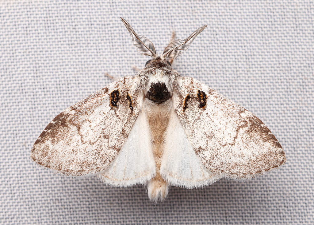 Prominent Moths from Palopo City, South Sulawesi, Indonesia on December ...