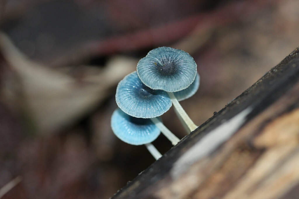 Pixie's Parasol from Birralee TAS 7303, Australia on May 06, 2014 at 03 ...
