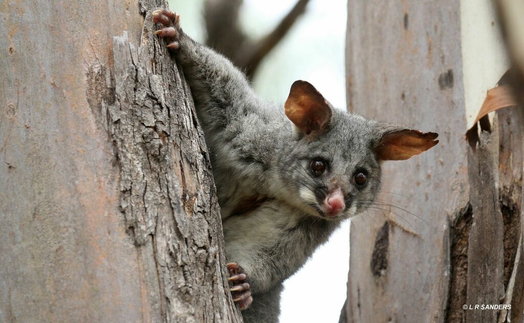 Common Brushtail Possum from Matheson NSW 2370, Australia on February ...
