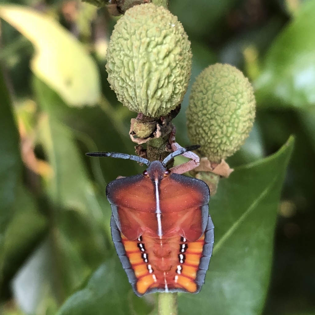 Lychee Stink Bug from 環河路, 新店區, TW on May 27, 2018 at 05:40 PM by creek ...