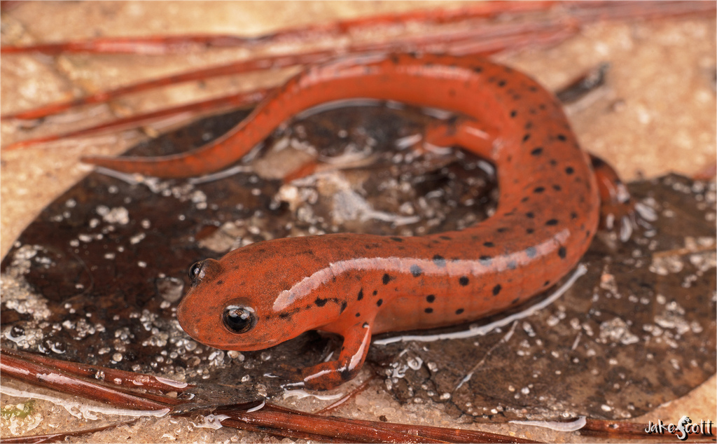 Eastern Mud Salamander in February 2023 by Jake Scott · iNaturalist