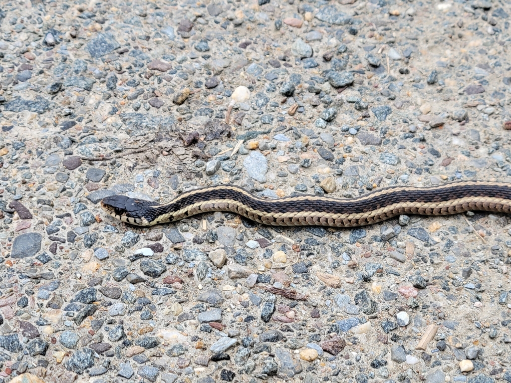 Common Garter Snake from Penhook, VA 24137, USA on February 23, 2023 at ...