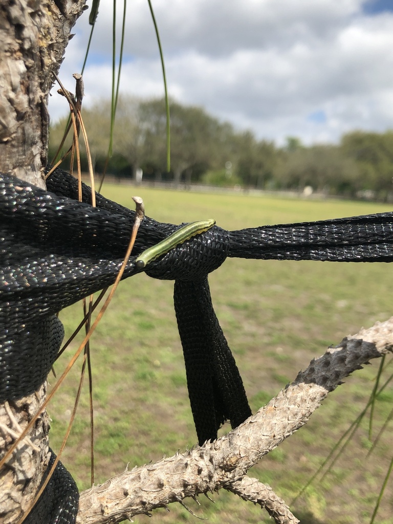 Insects from SW 107th Ave, Miami, FL, US on February 23, 2023 at 12:51 ...