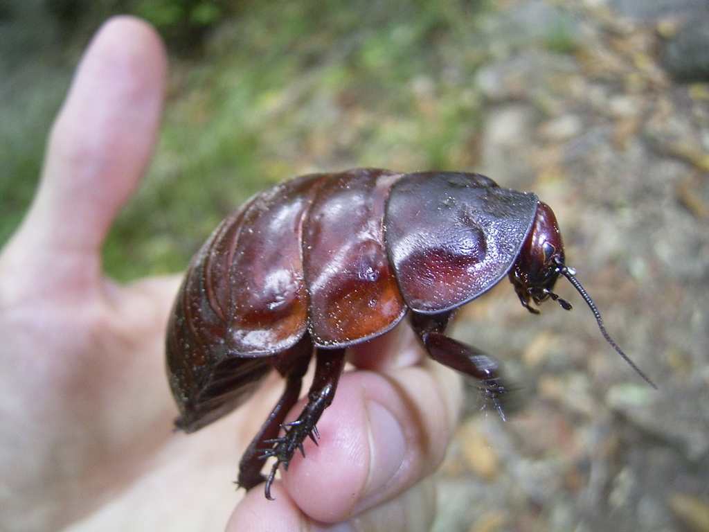 Giant Burrowing Cockroach from Magnetic Island, Queensland, Australien ...