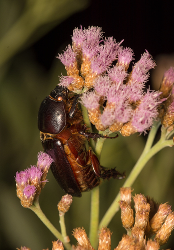 Tomarus maimon · iNaturalist